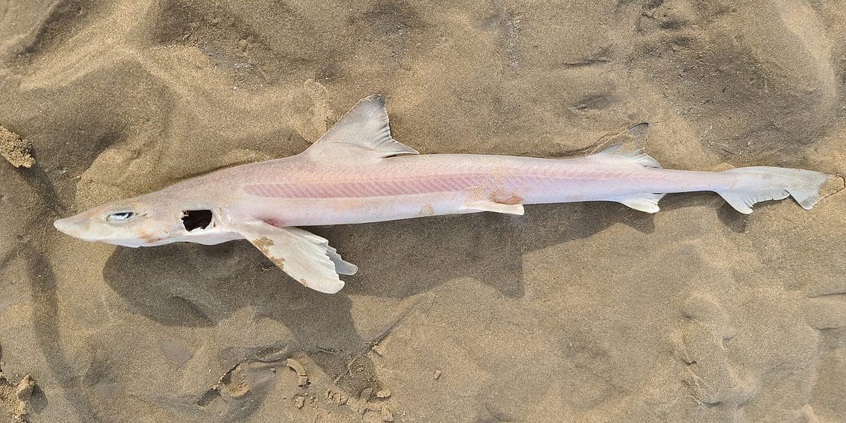 Headless sharks, net thieves and midnight meetings: Welcome to Wirral’s angling wars